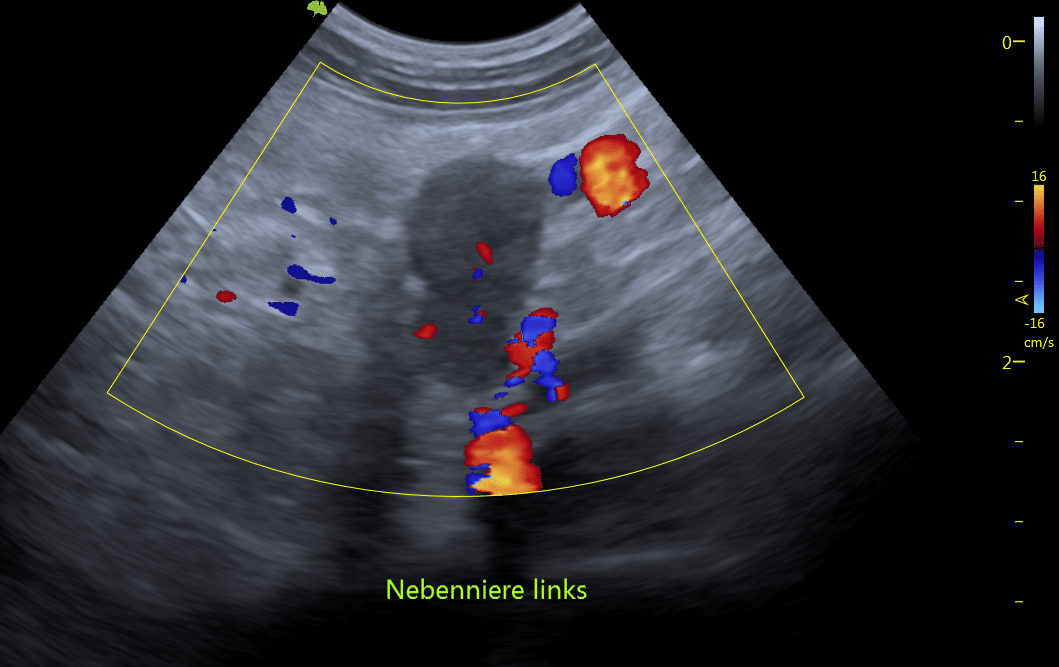 Morbus Cushing - Tierarzt Dr. Busch Kleinmachnow
